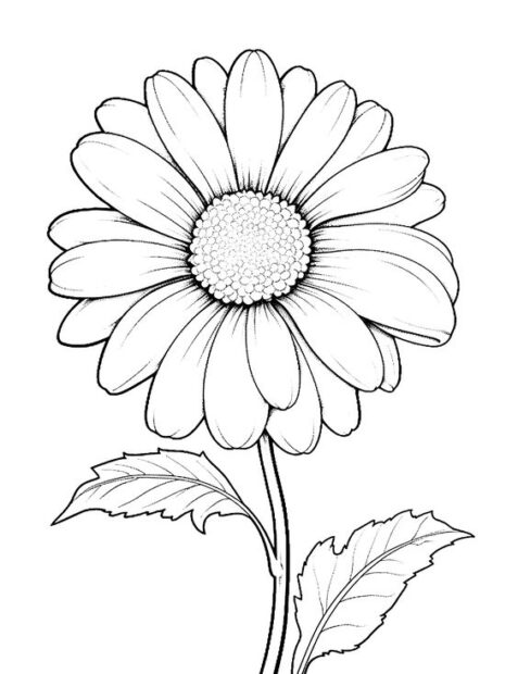 Margarida Colorir Desenho Tudodesenhos Sketch Coloring Page