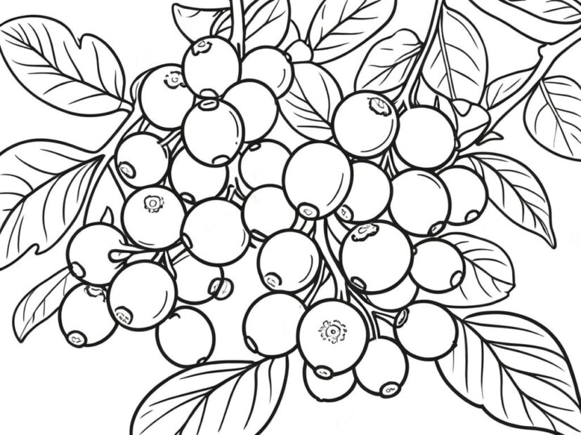Delícias do Quintal: Desenho de Jabuticaba para Colorir
