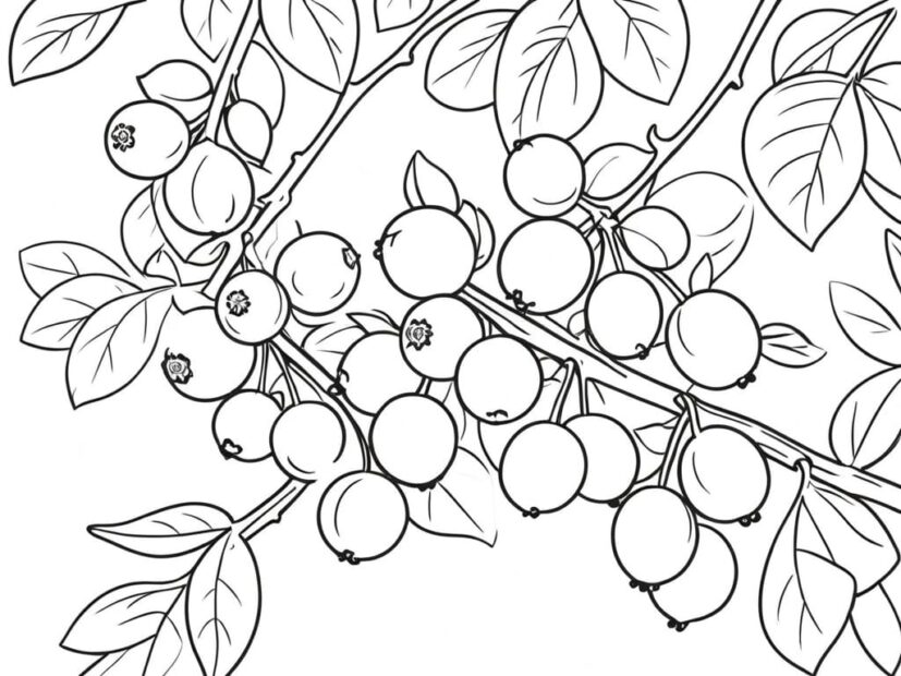 Delícias do Quintal: Desenho de Jabuticaba para Colorir
