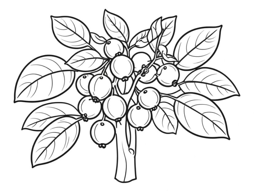 Desenho Jabuticaba Acerola Cerejas Riscos Cereja Jabuticabas Risco ...